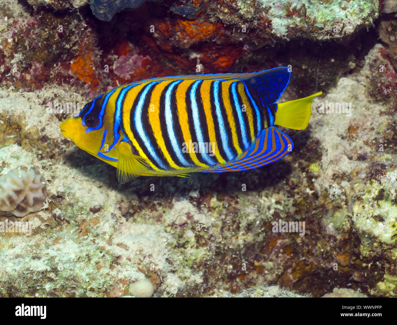 Royal angelfish hi-res stock photography and images - Alamy