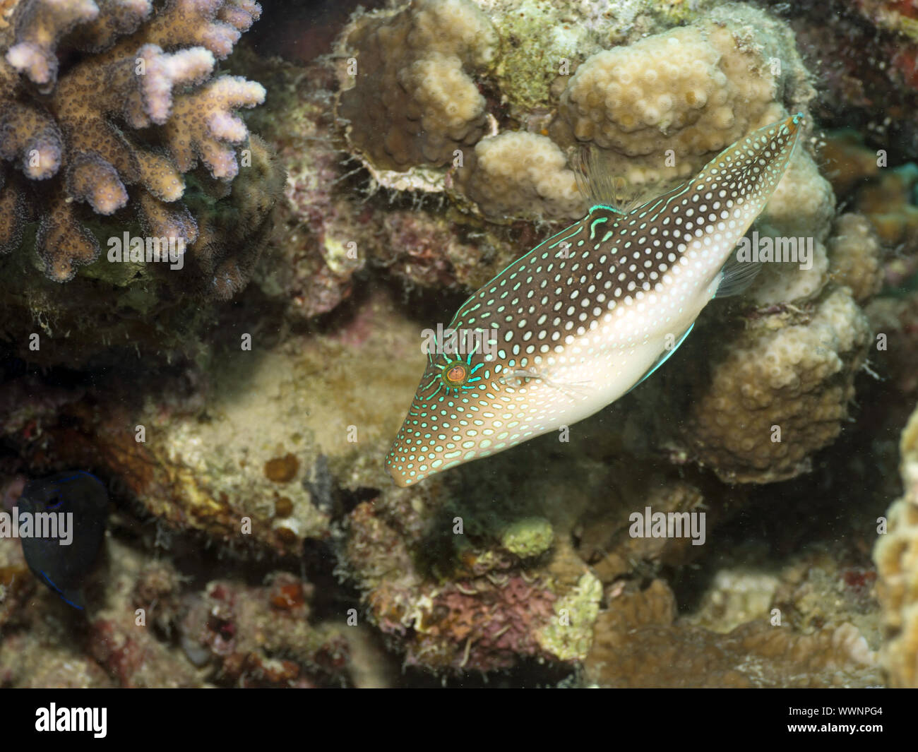Pearl pufferfish hi-res stock photography and images - Alamy
