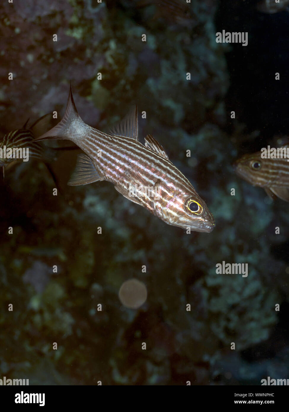 Large toothed cardinalfish Stock Photo - Alamy