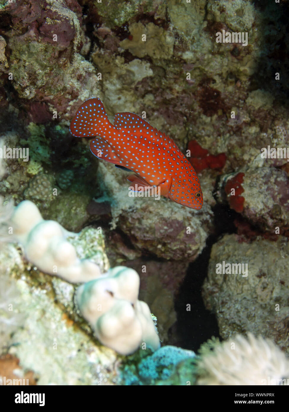 Hind fish hi-res stock photography and images - Alamy