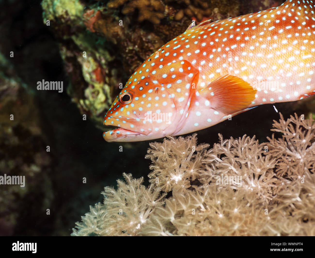 Hind fish hi-res stock photography and images - Alamy