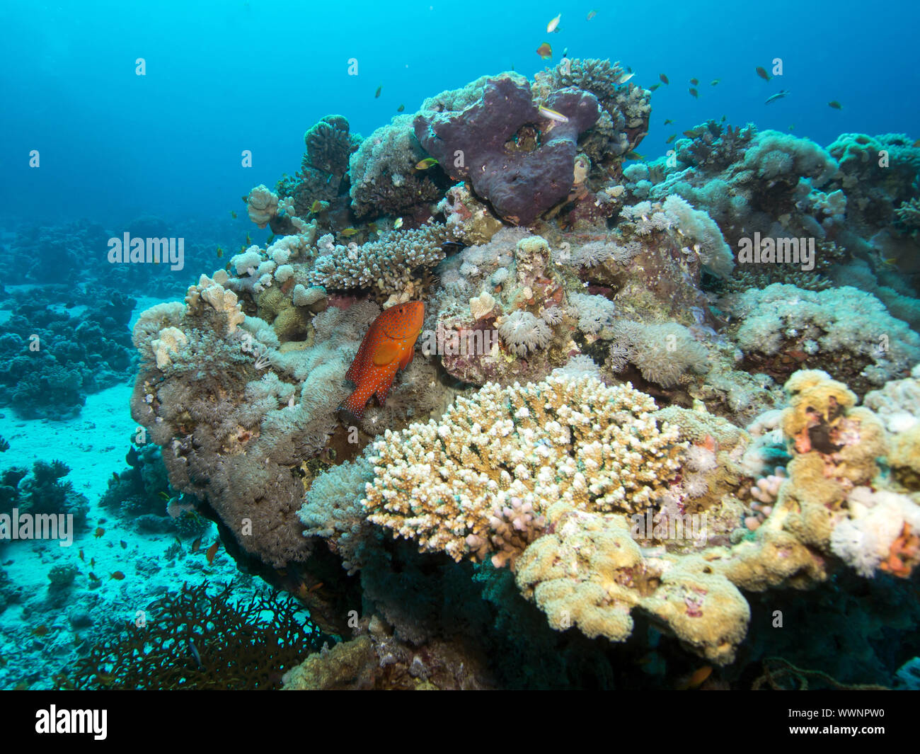 Red hind fish hi-res stock photography and images - Alamy