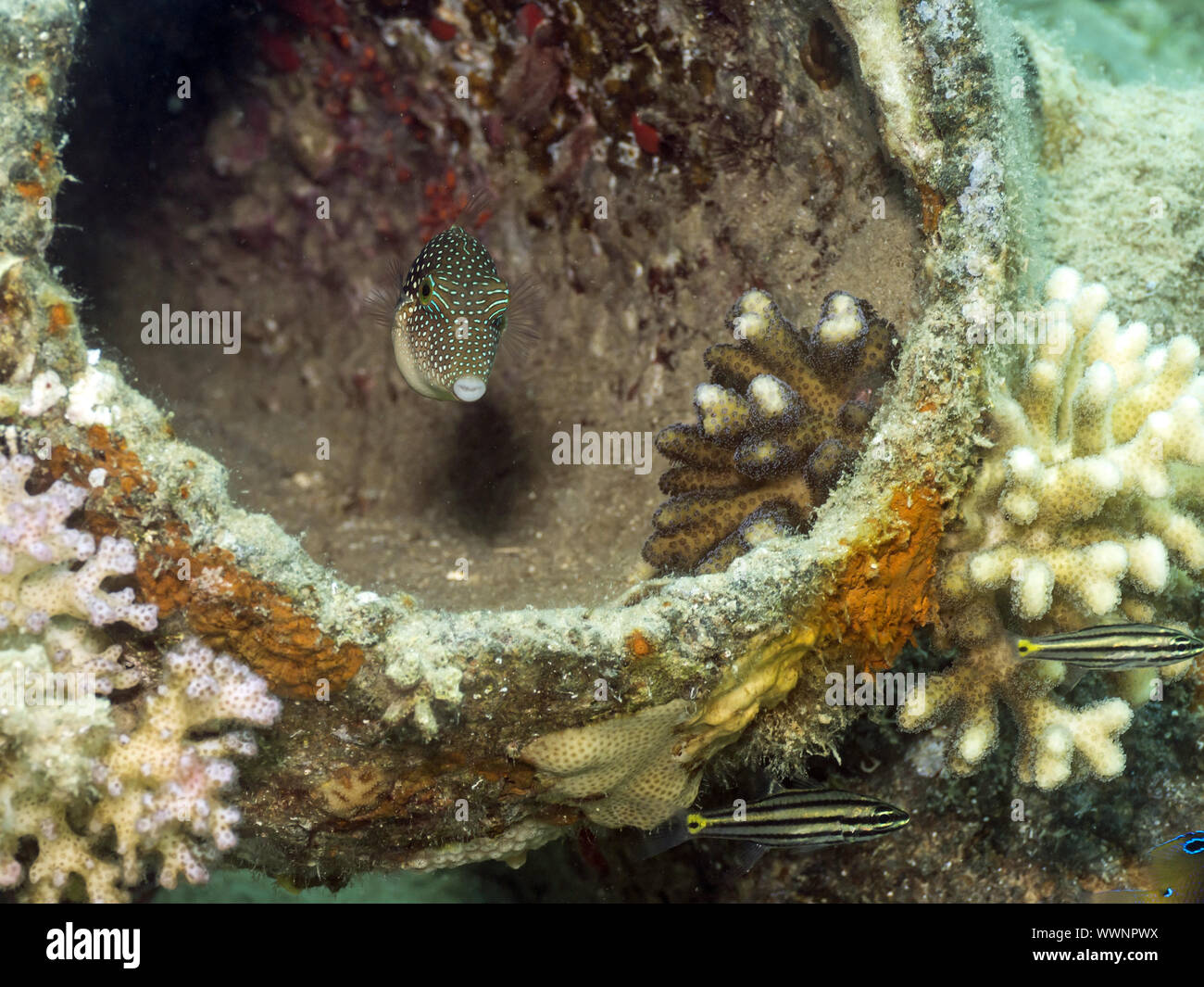 Pearl red sea hi-res stock photography and images - Alamy