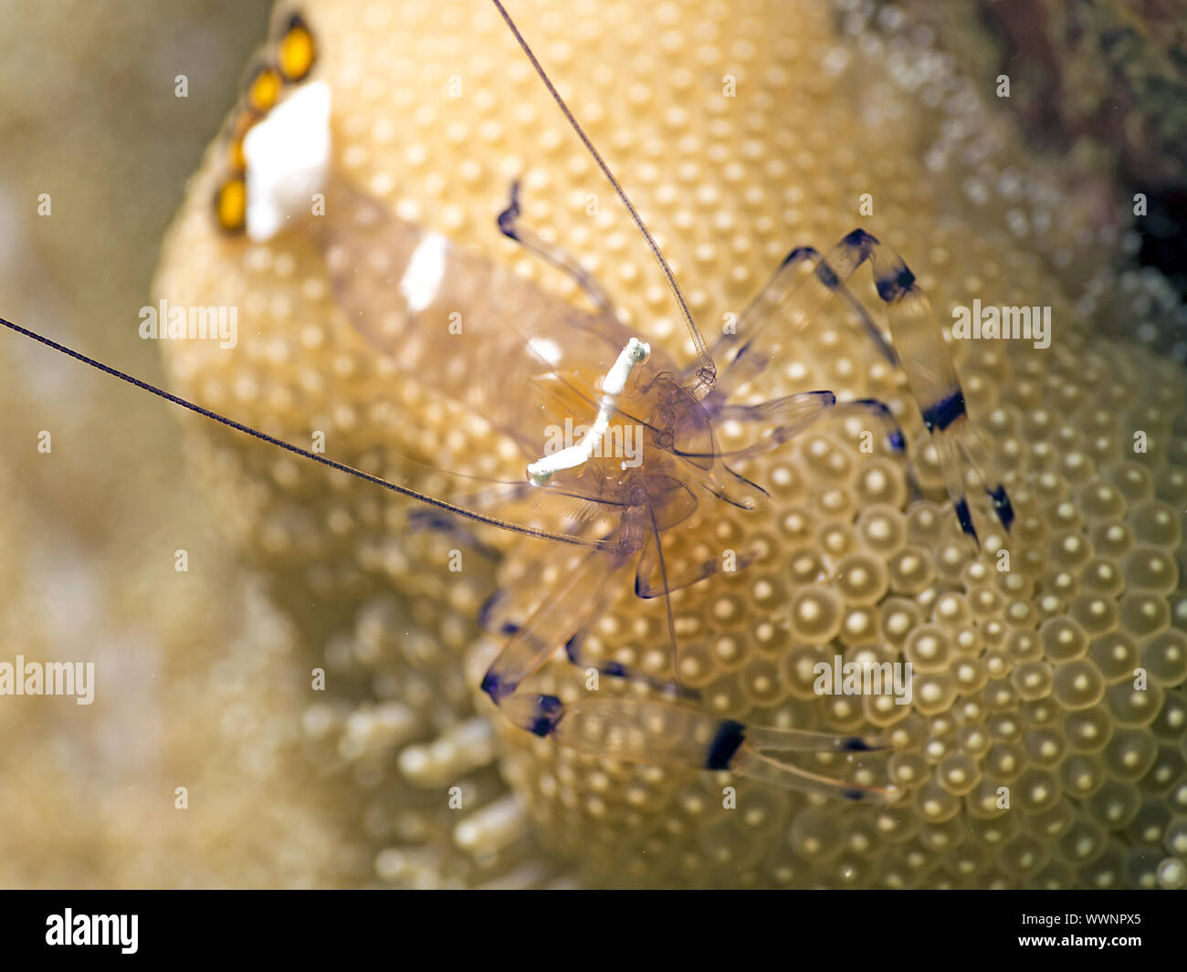 Glass anemone shrimp hi-res stock photography and images - Alamy