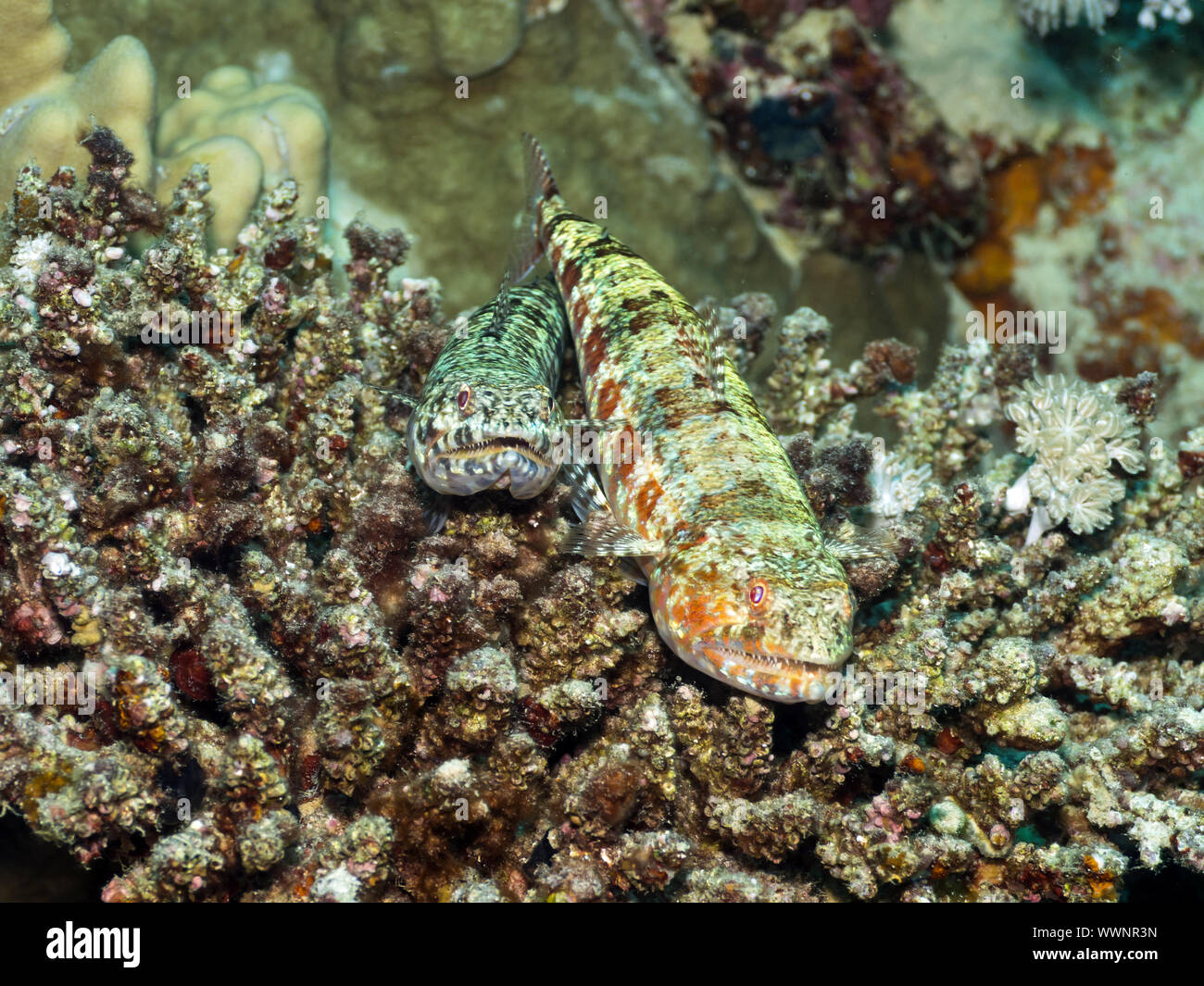 Lizardfishes hi-res stock photography and images - Alamy