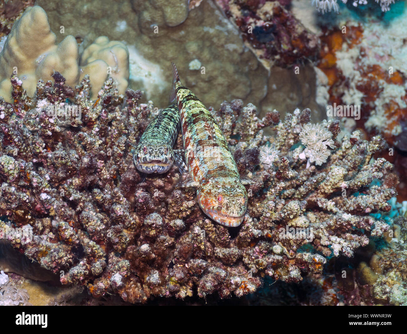Lizardfishes hi-res stock photography and images - Alamy