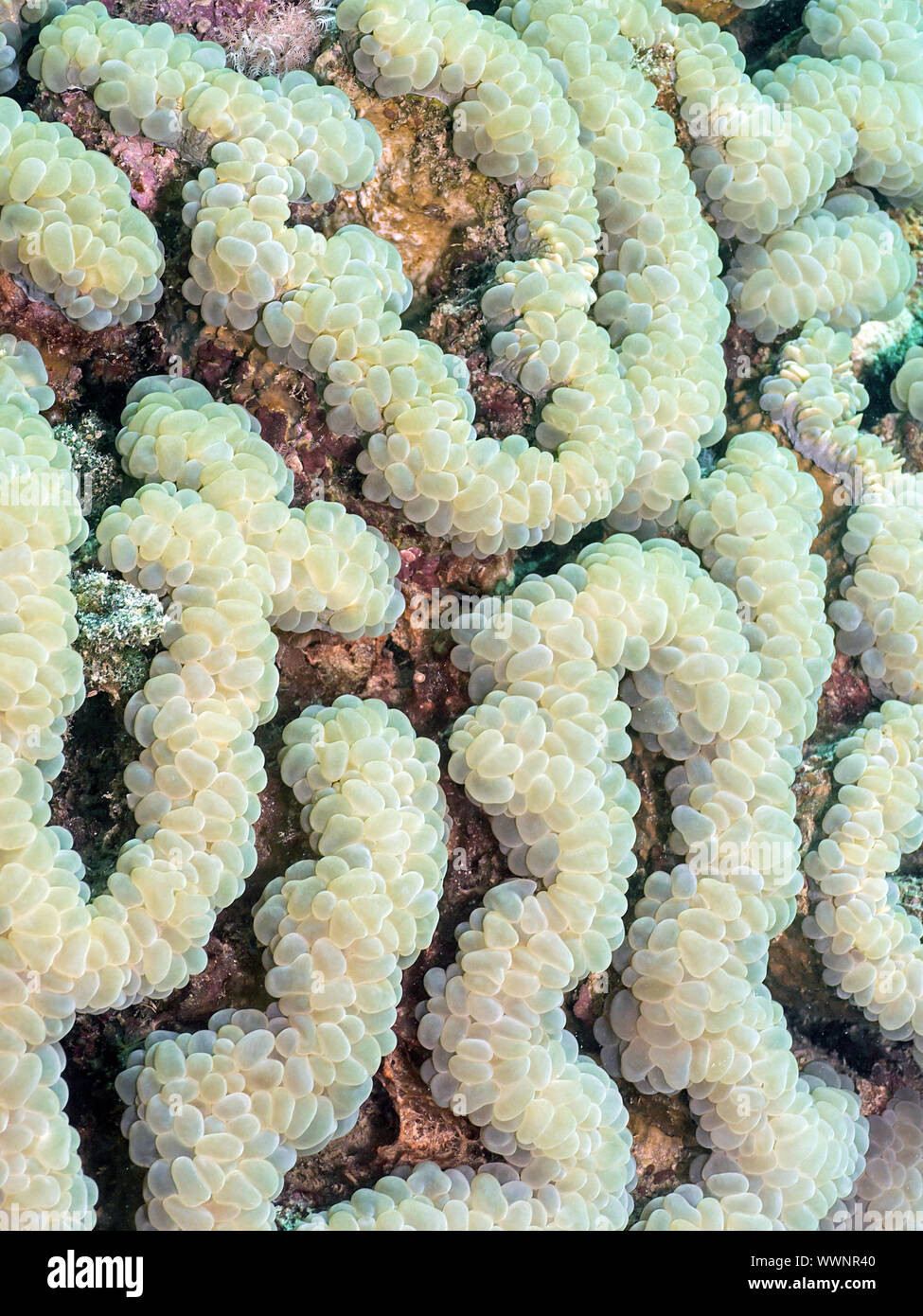 Coral polyp hi-res stock photography and images - Alamy