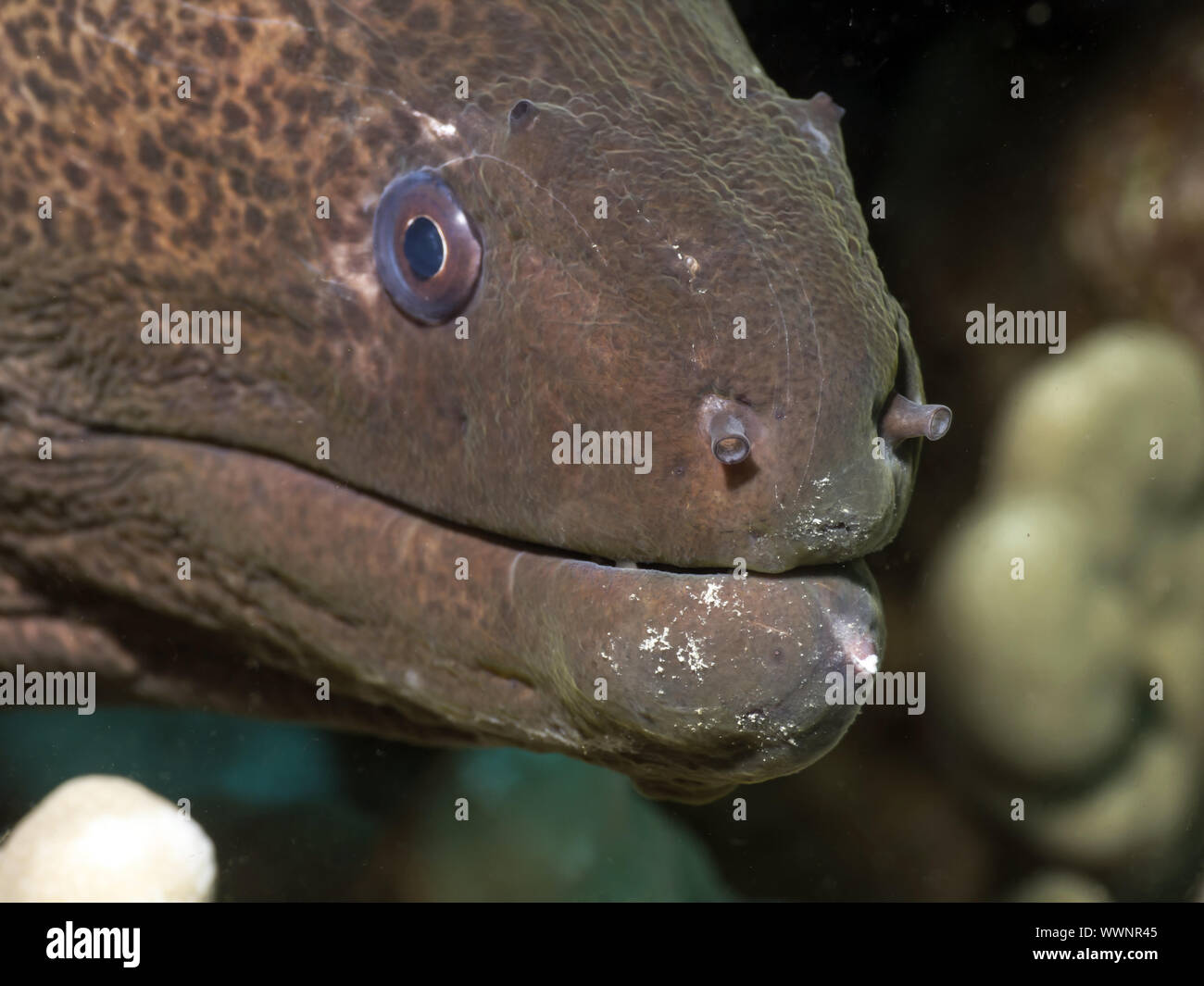 Giant animal hi-res stock photography and images - Alamy