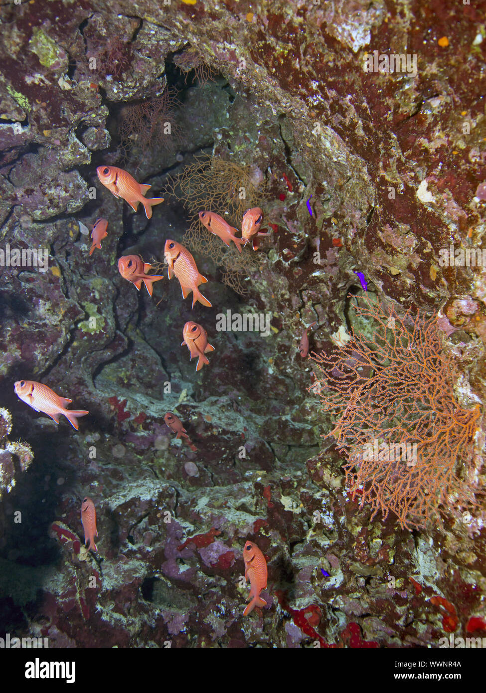 Moontail bullseye fish hi-res stock photography and images - Alamy