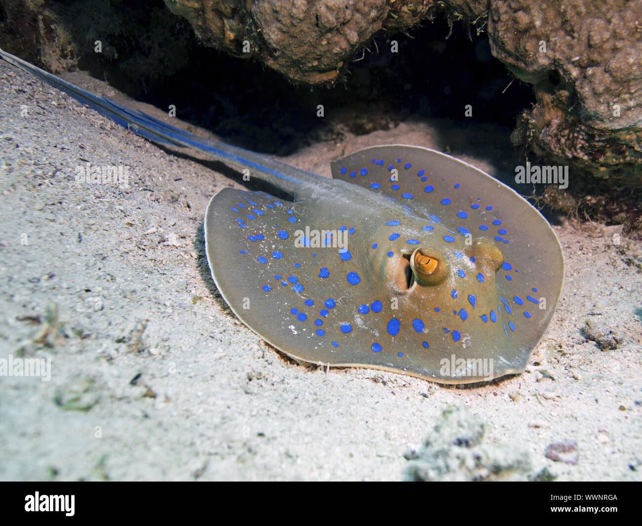 Bluespottedstingray High Resolution Stock Photography and Images - Alamy