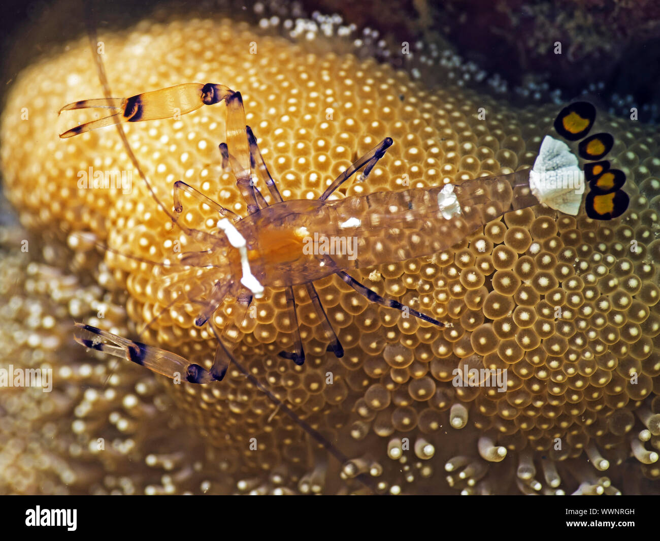 Glass Anemone Shrimp Stock Photo - Alamy