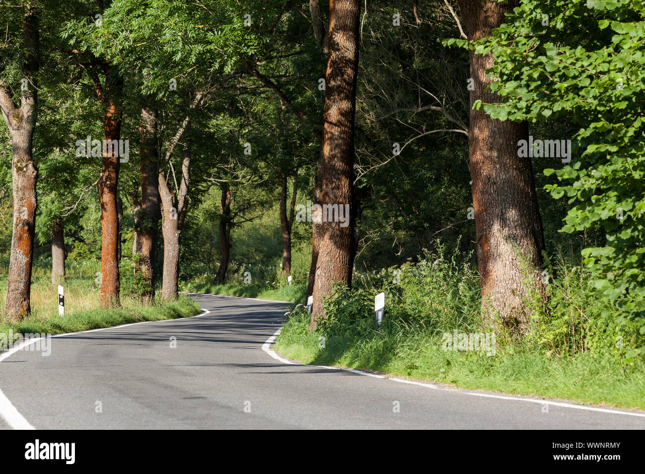 Lined with green trees hi-res stock photography and images - Alamy