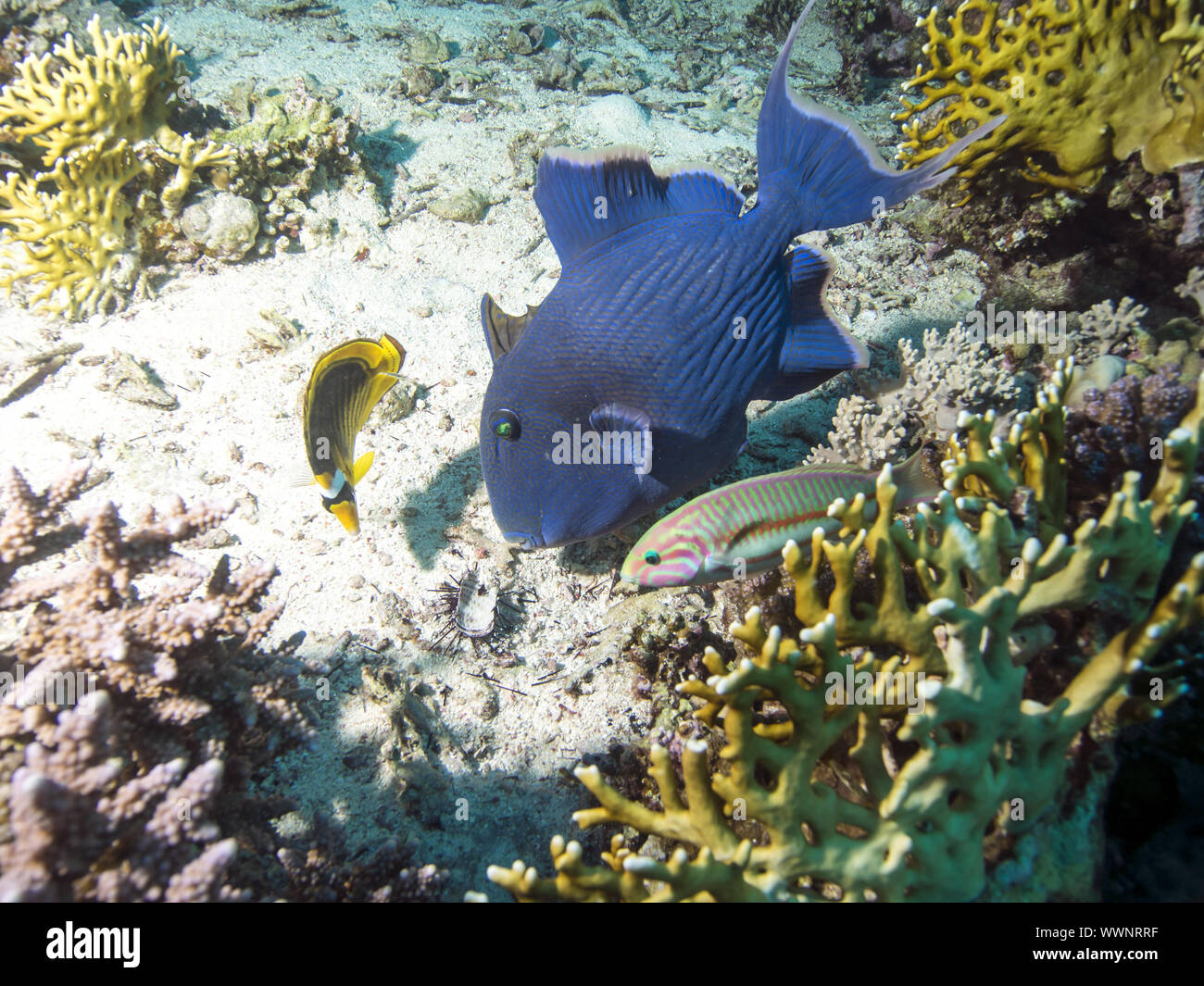 Reef triggerfish hi-res stock photography and images - Alamy