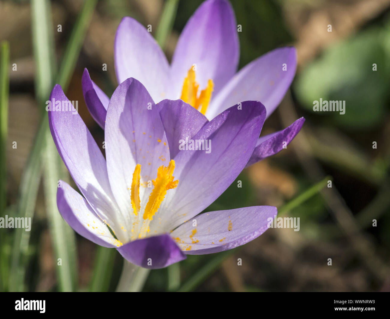 Giant crocus hi-res stock photography and images - Alamy