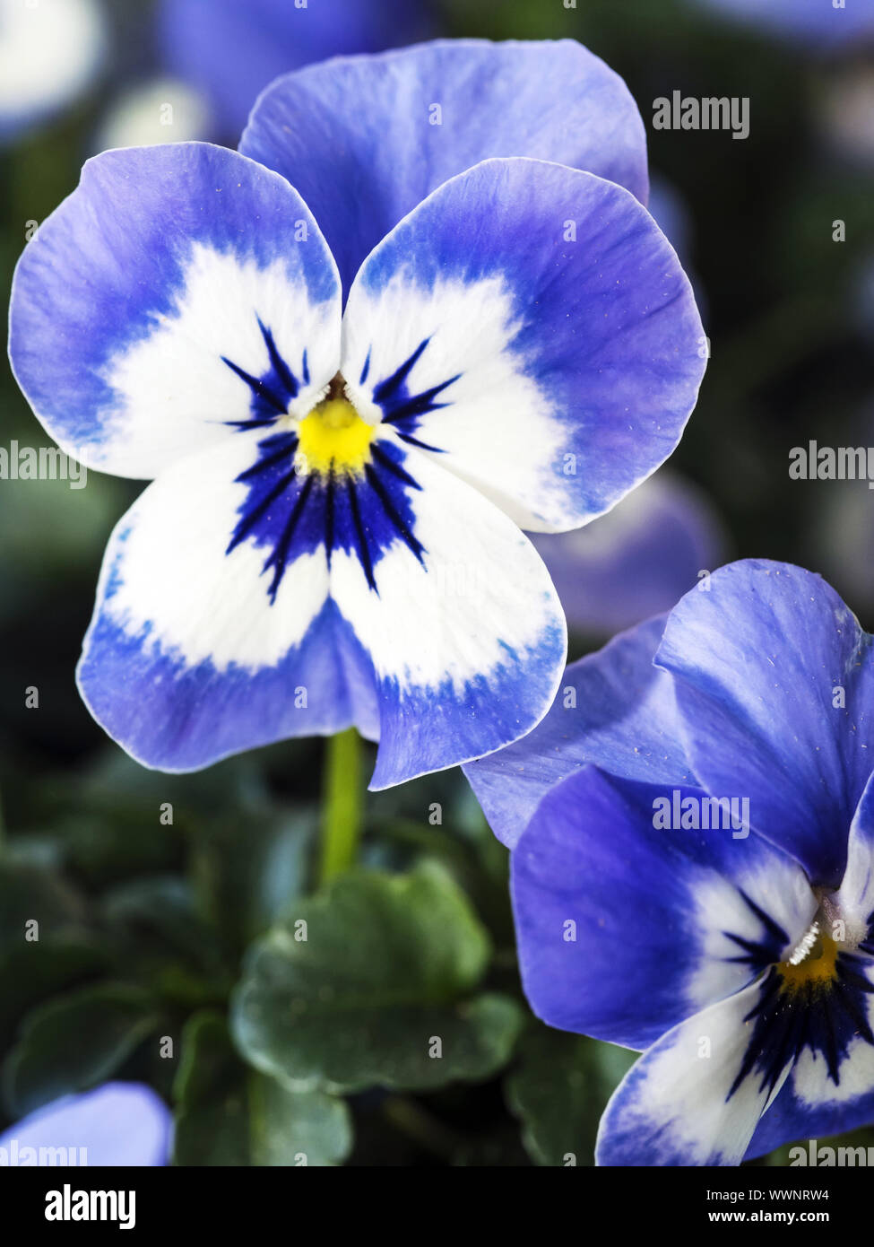 Purple horned violet cornuta hi-res stock photography and images - Alamy