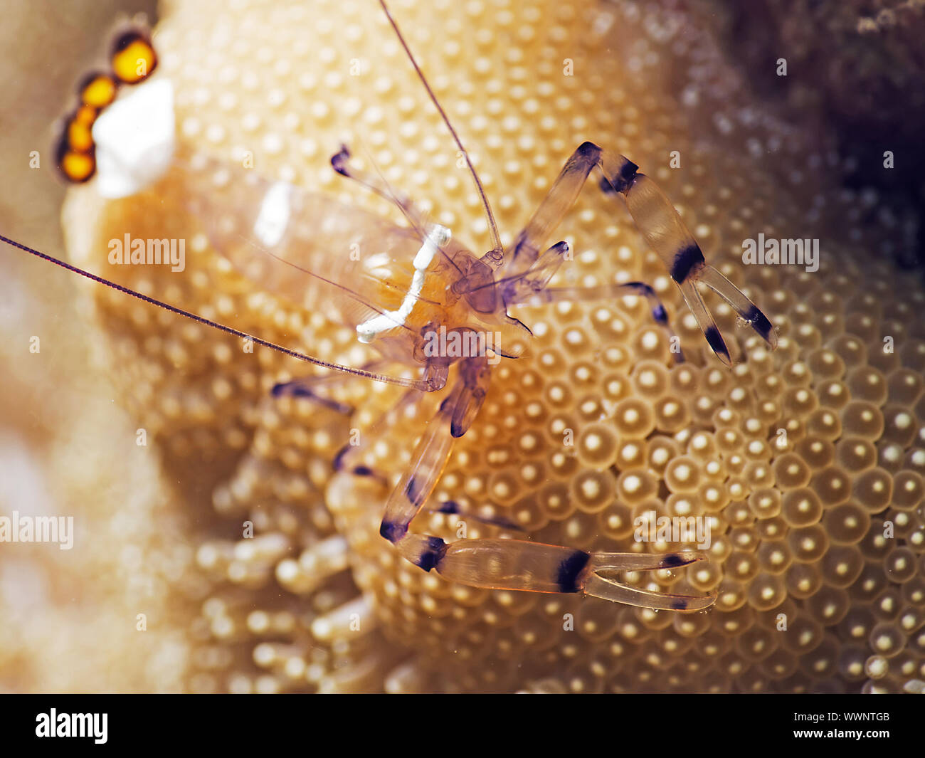 Glass Anemone Shrimp Stock Photo - Alamy