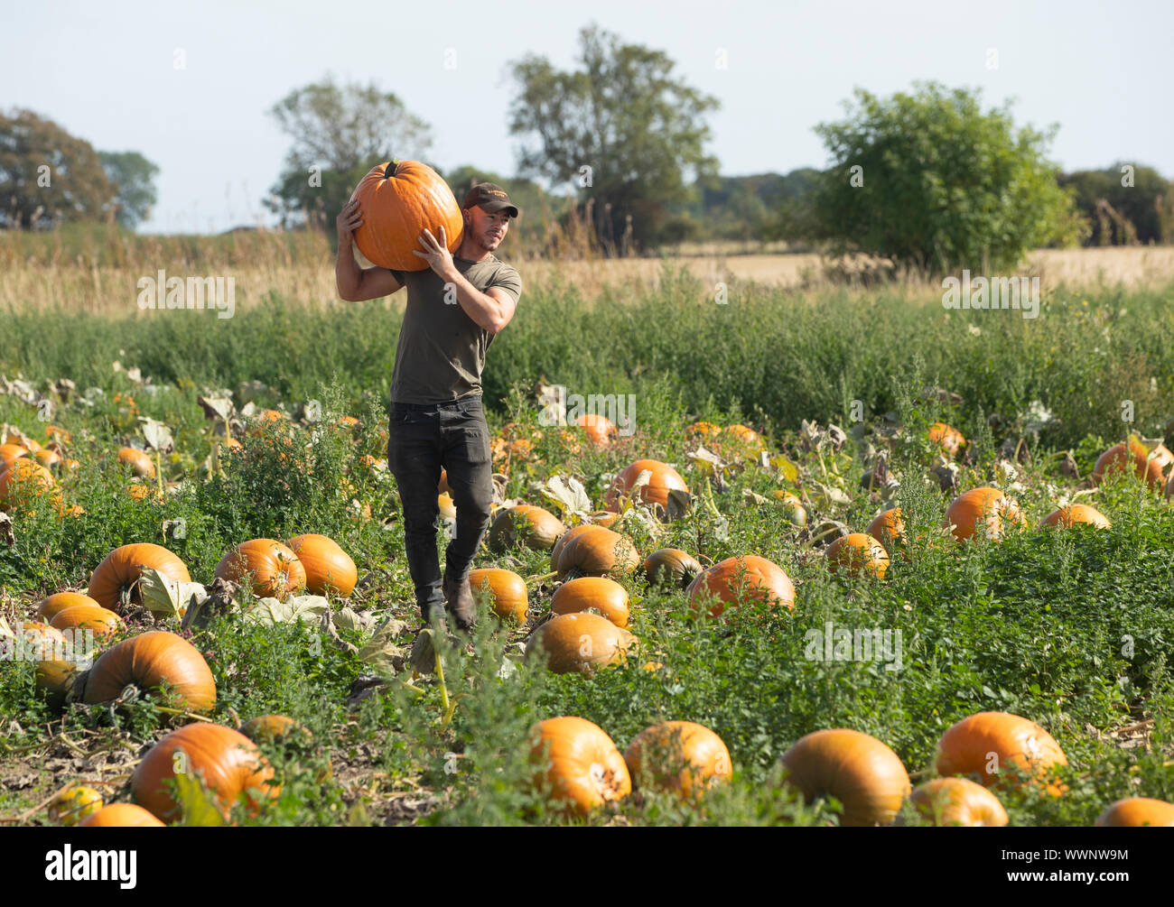 Farmer Tom Hoggard harvests pumpkins at Howe Bridge Farm in Yorkshire ...