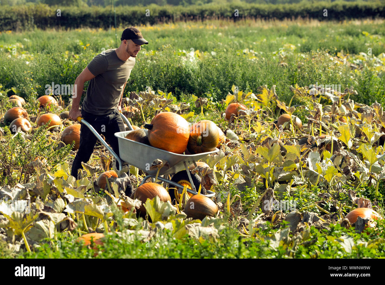 Farmer Tom Hoggard harvests pumpkins at Howe Bridge Farm in Yorkshire ...