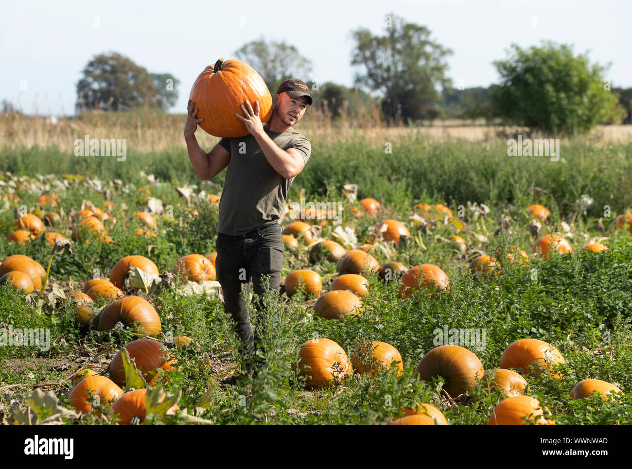 Farmer Tom Hoggard harvests pumpkins at Howe Bridge Farm in Yorkshire ...