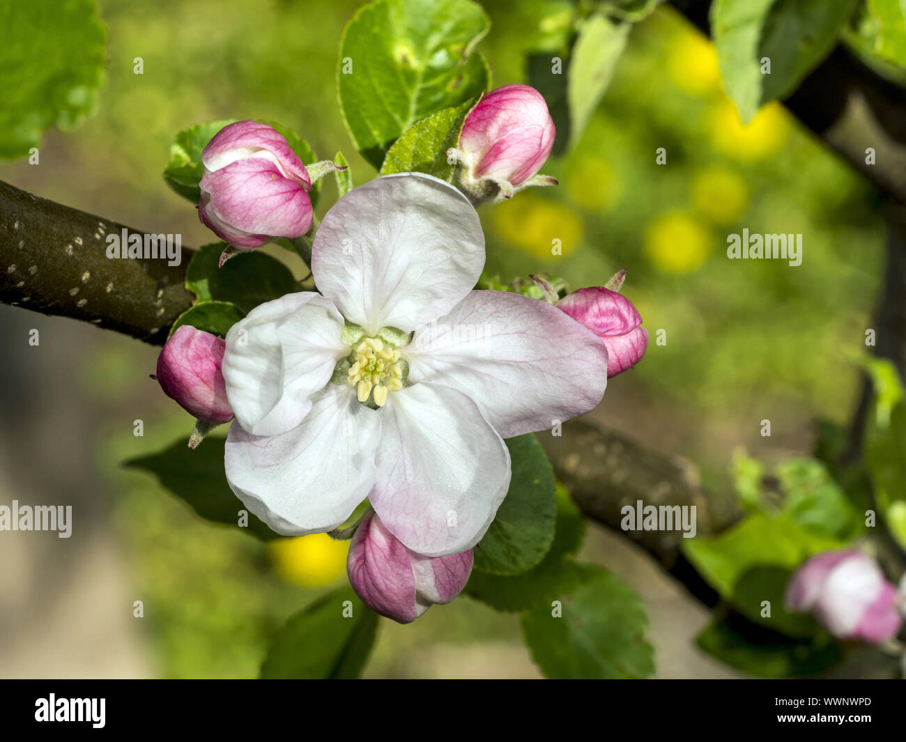 Apple plants hi-res stock photography and images - Alamy