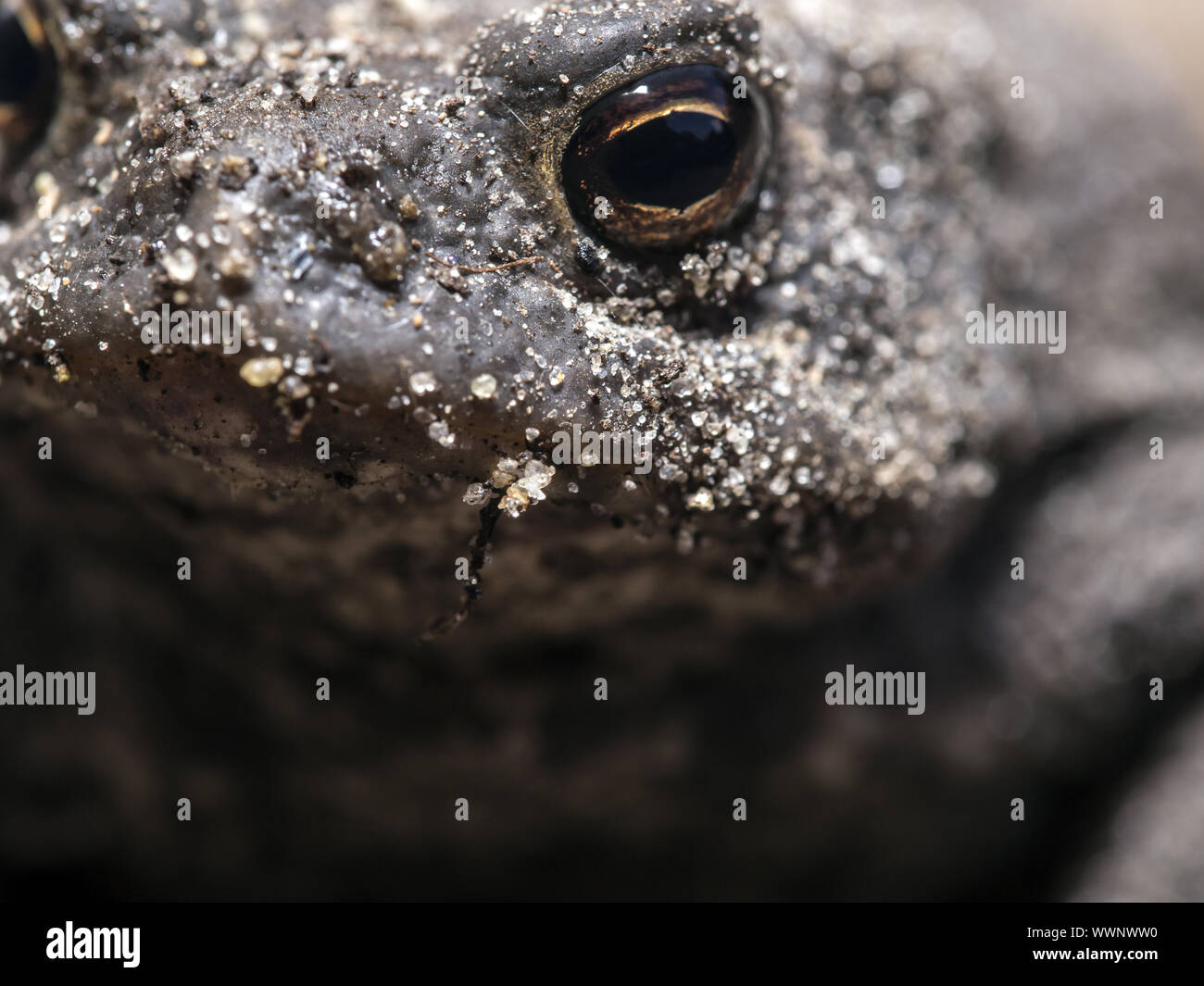 Common amphibian hi-res stock photography and images - Alamy