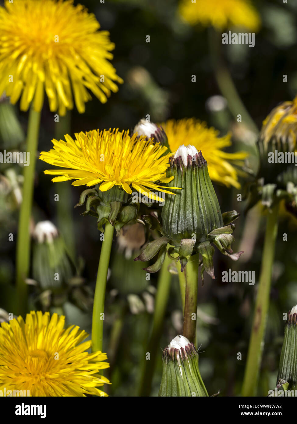 Garden dandelion hi-res stock photography and images - Alamy
