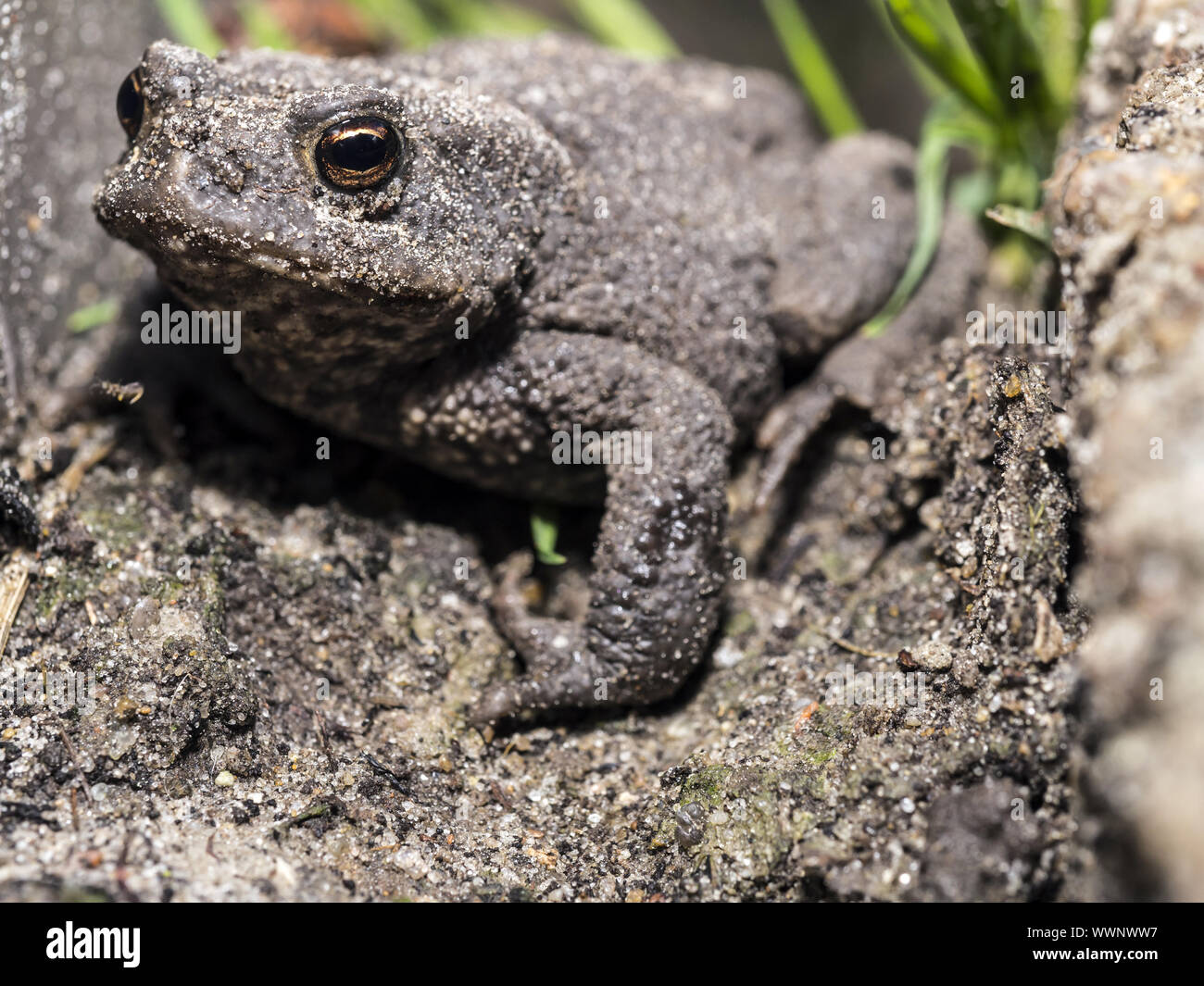 Toad toads common amphibian hi-res stock photography and images - Alamy