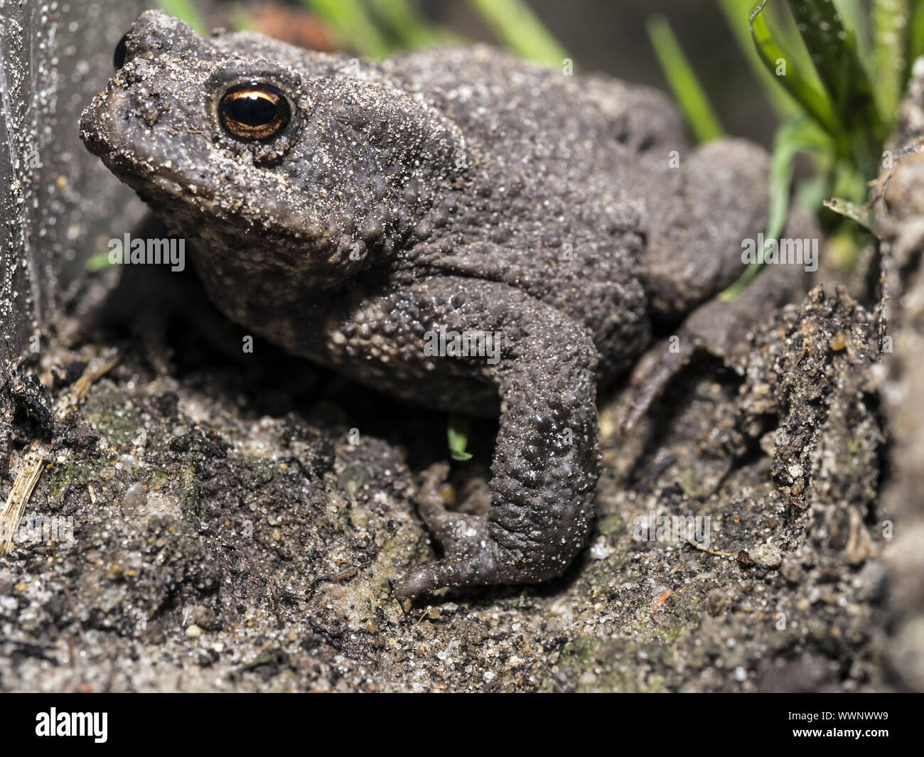 Toad toads common amphibian hi-res stock photography and images - Alamy