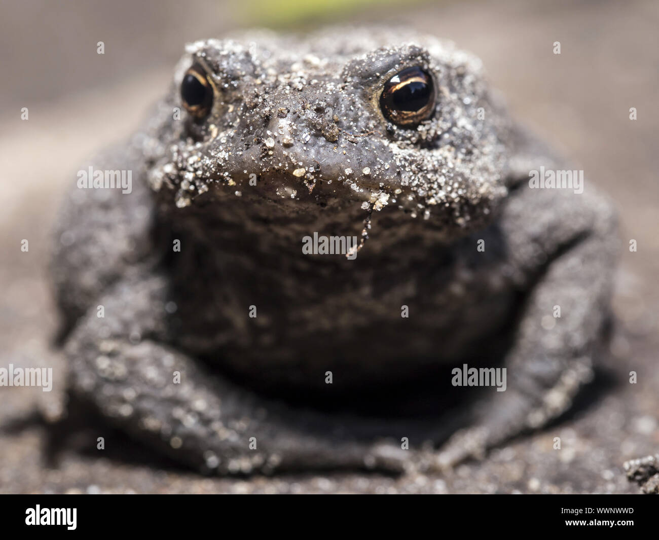 Toad close up hi-res stock photography and images - Alamy
