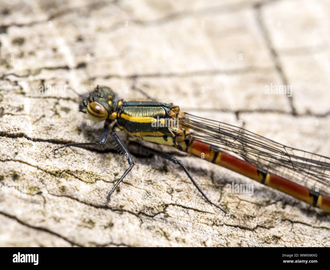 Large red damselfly (Pyrrhosoma nymphula Stock Photo - Alamy