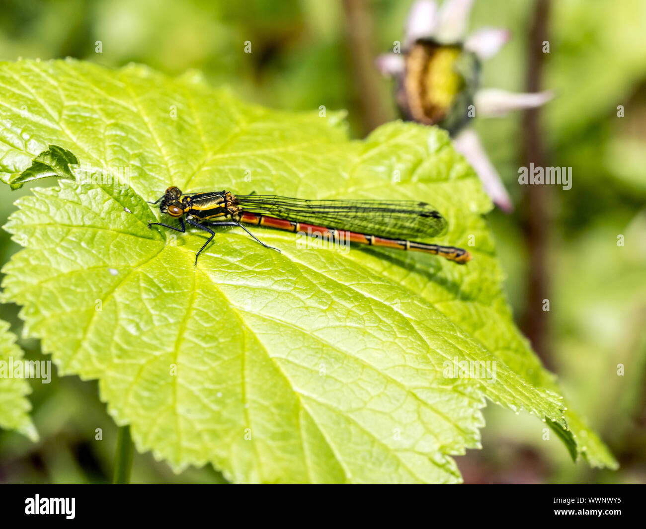 Large red damselfly (Pyrrhosoma nymphula Stock Photo - Alamy