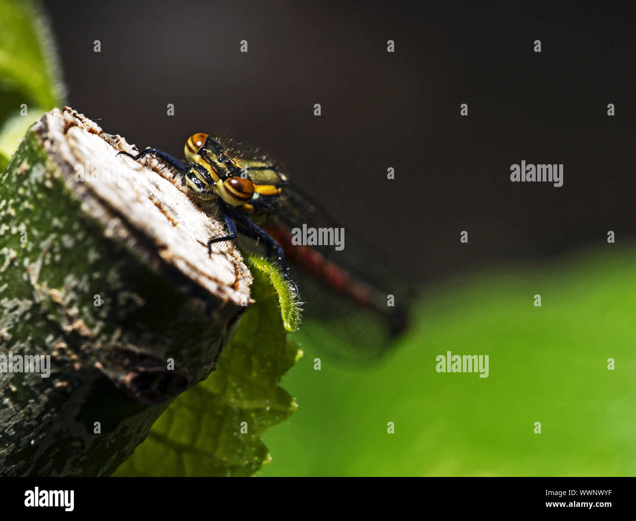 Large red damselfly (Pyrrhosoma nymphula Stock Photo - Alamy