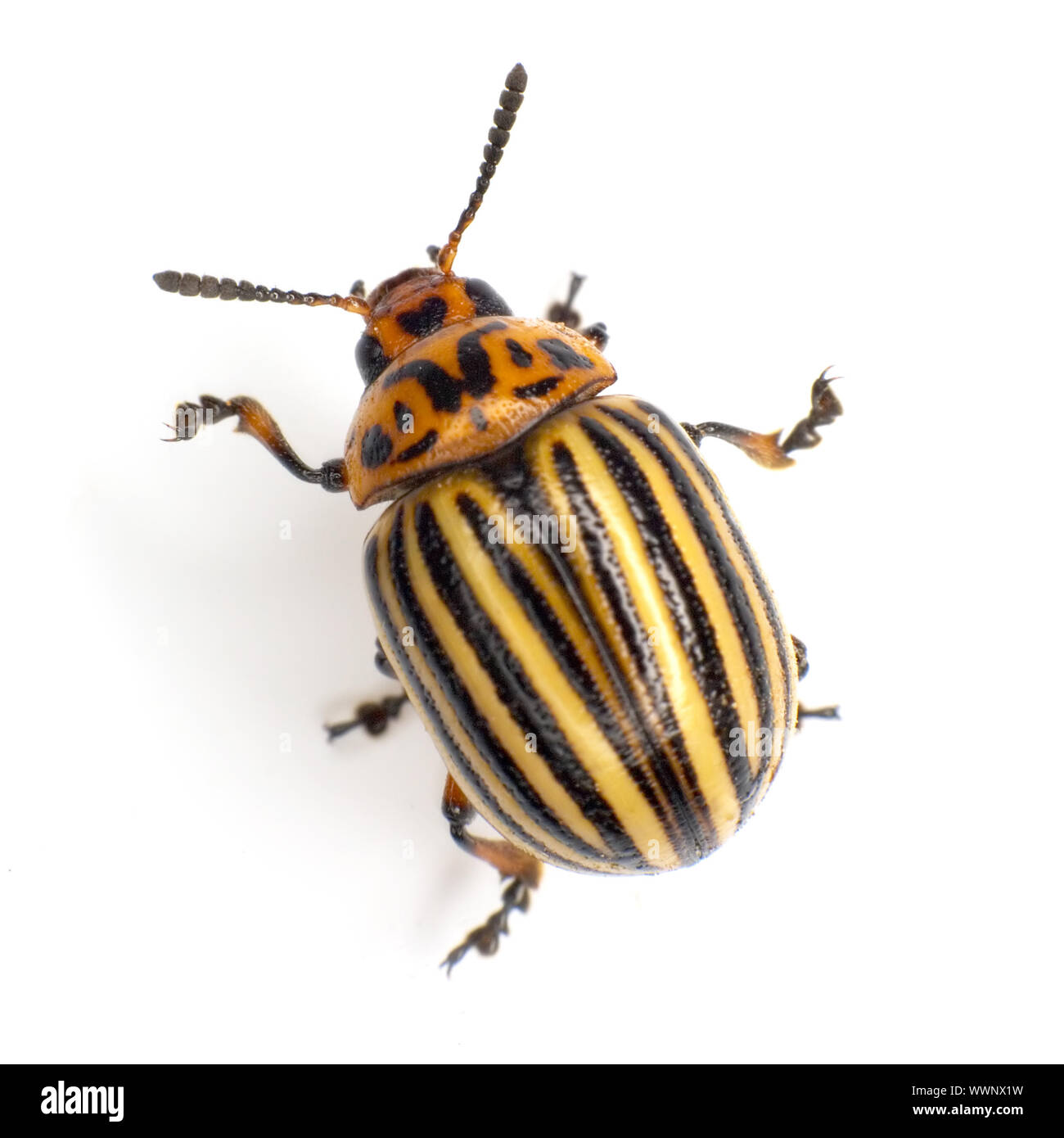 Colorado beetle photographed on a white background Stock Photo - Alamy