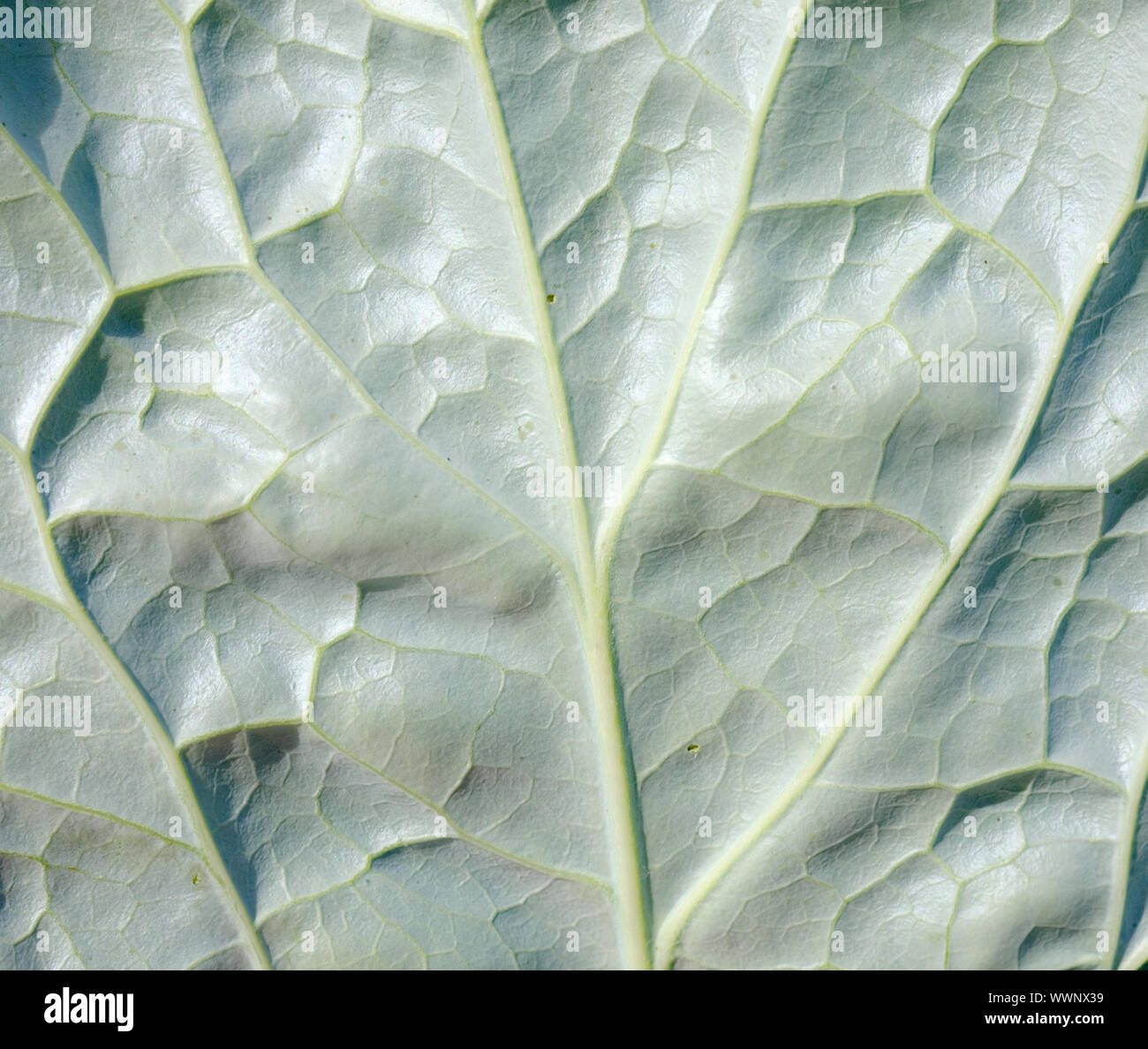 The surface of green leaf with foliage Stock Photo - Alamy