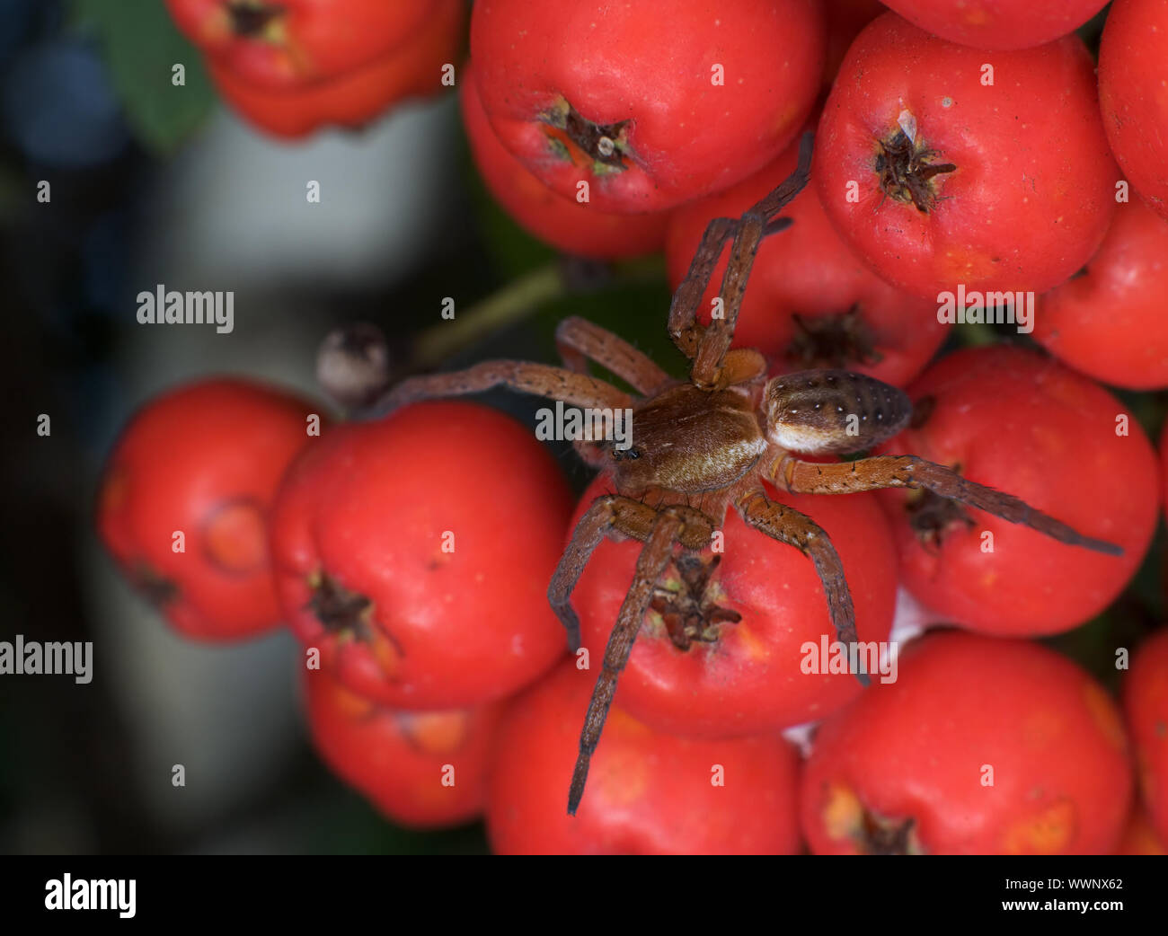 Brown spider hunting on a mountain ash Stock Photo - Alamy