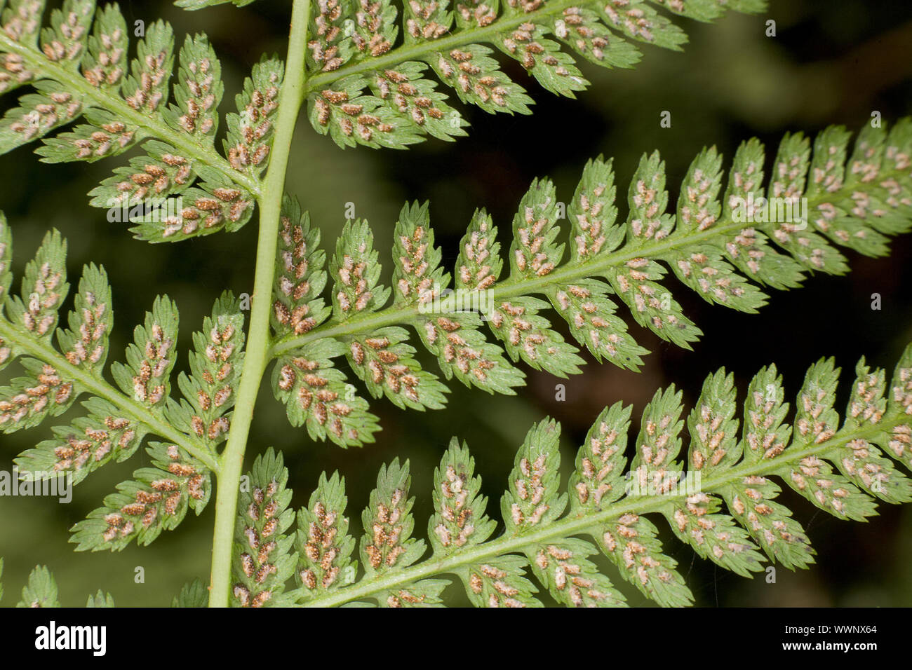 Photo of an underside of leaf of a fern Stock Photo - Alamy