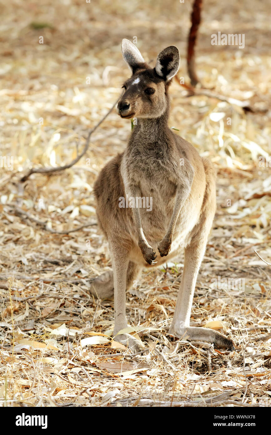 Cute Young Kangaroo Taken in the Wild Stock Photo - Alamy