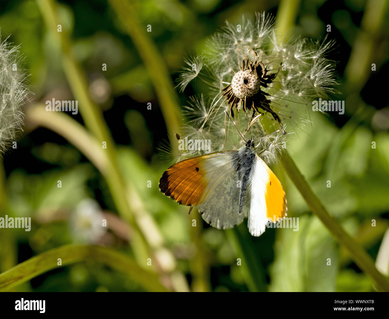 Beautiful orange tip butterfly hi-res stock photography and images - Alamy