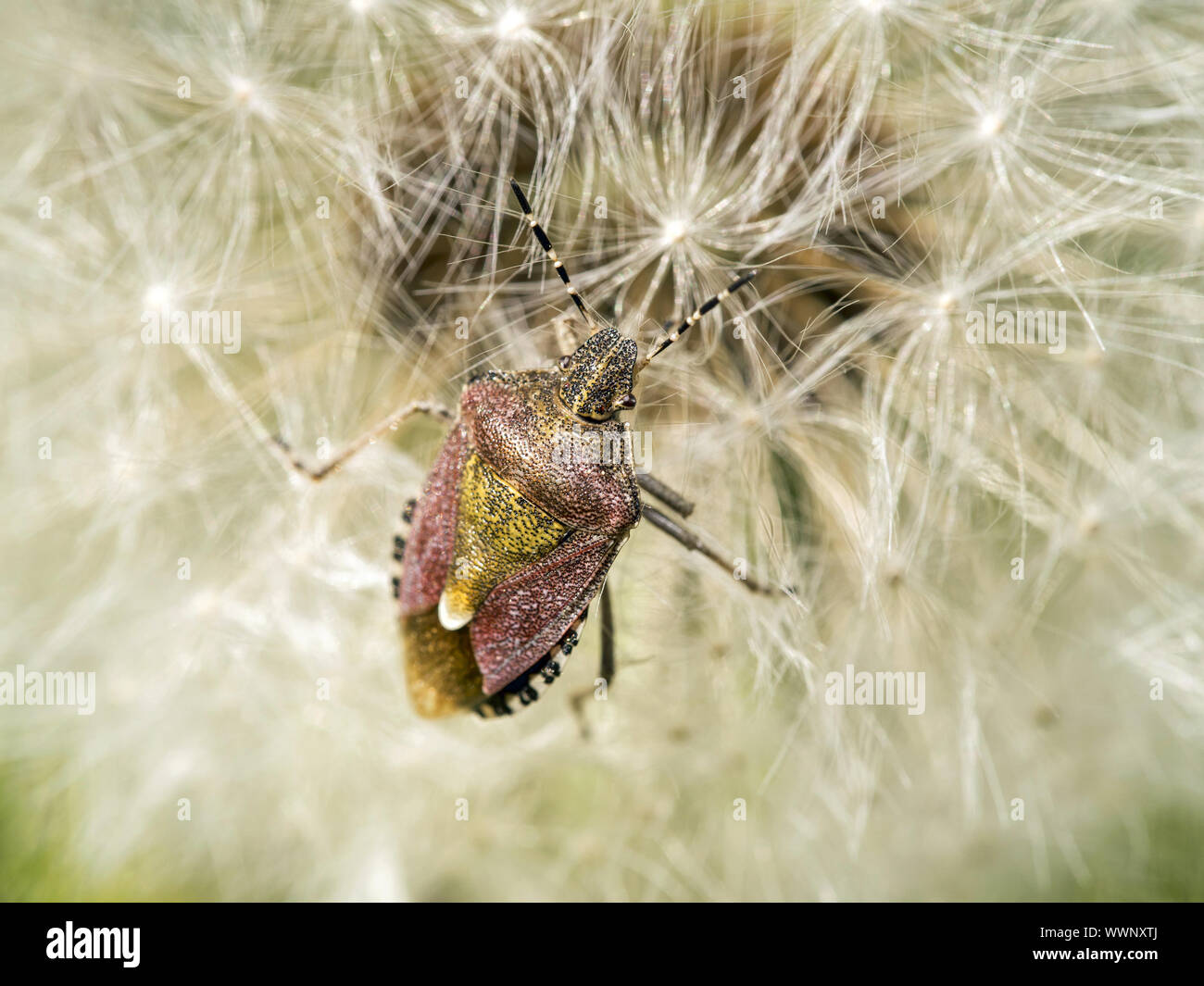 Sloe bug hi-res stock photography and images - Alamy