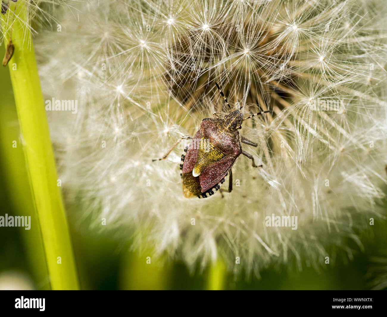 Colorful bug hi-res stock photography and images - Alamy