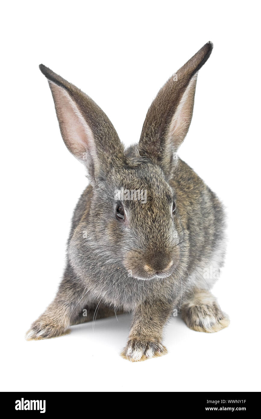 gray rabbit isolated on white background Stock Photo - Alamy