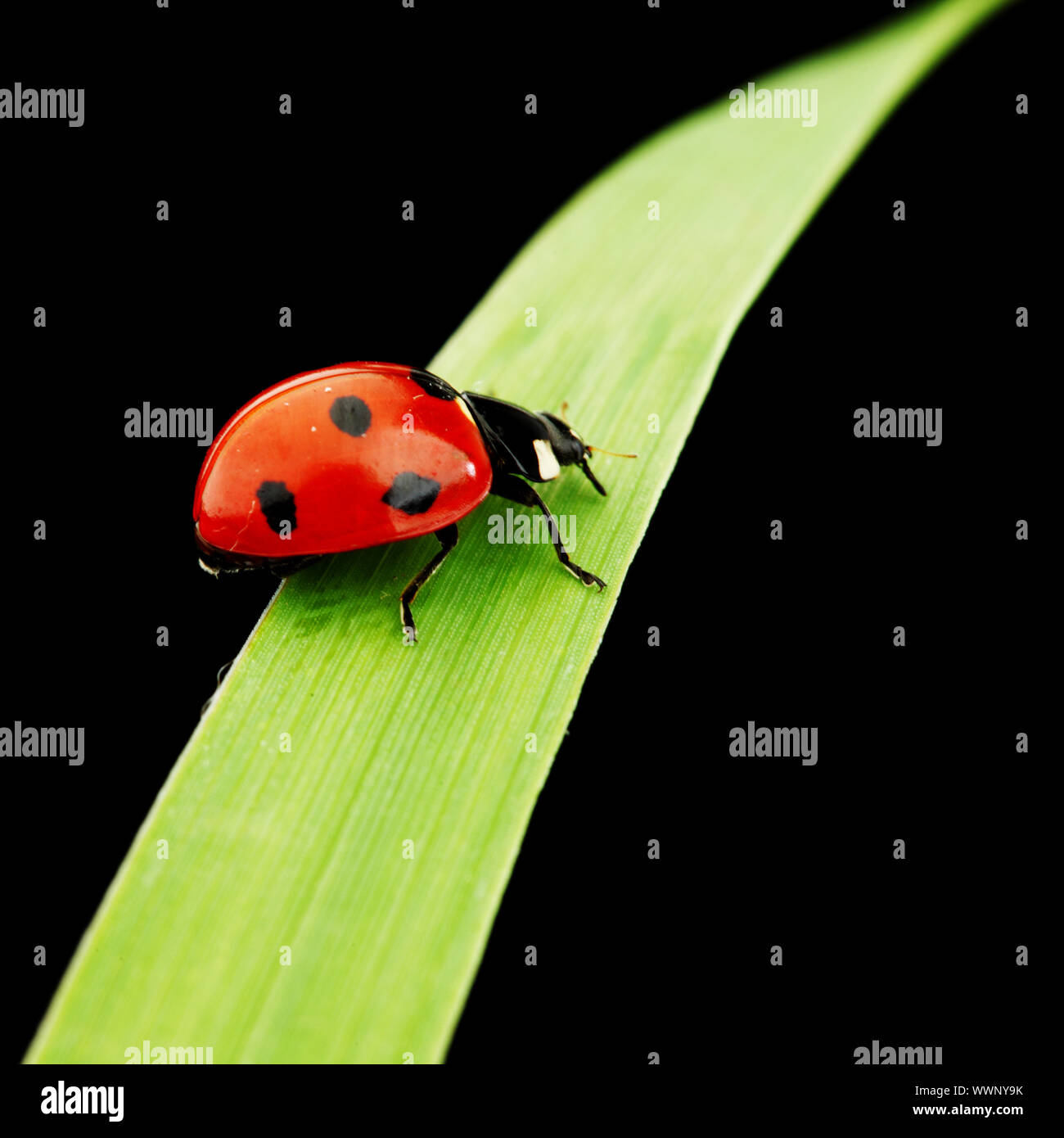 ladybug on grass isolated black background Stock Photo - Alamy