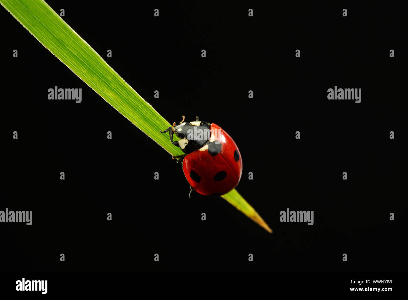 ladybug on grass isolated black background Stock Photo - Alamy
