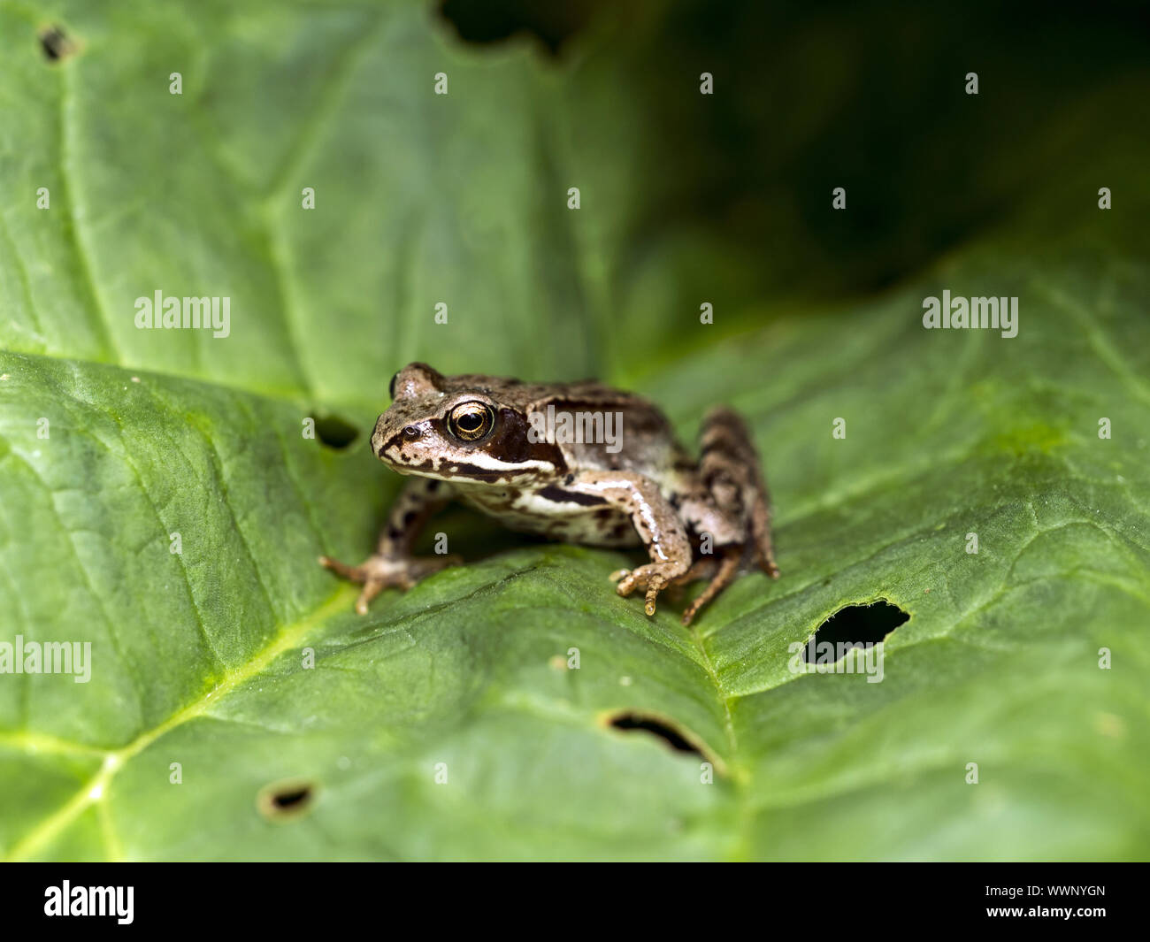 Common frog close up hi-res stock photography and images - Alamy