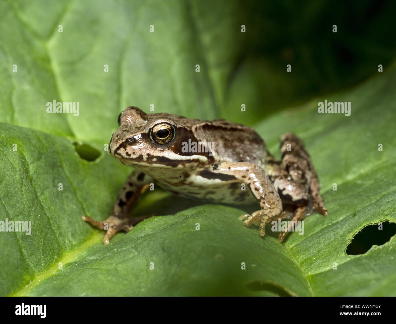 Amphibian common frog macro hi-res stock photography and images - Alamy