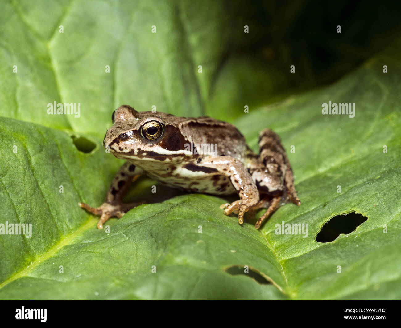 Frog amphibians hi-res stock photography and images - Alamy