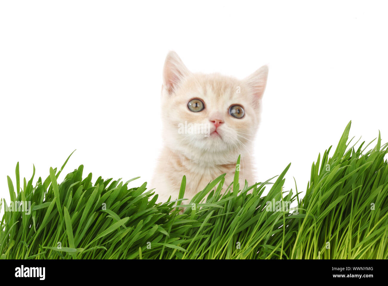 cat behind grass isolated on white background Stock Photo - Alamy