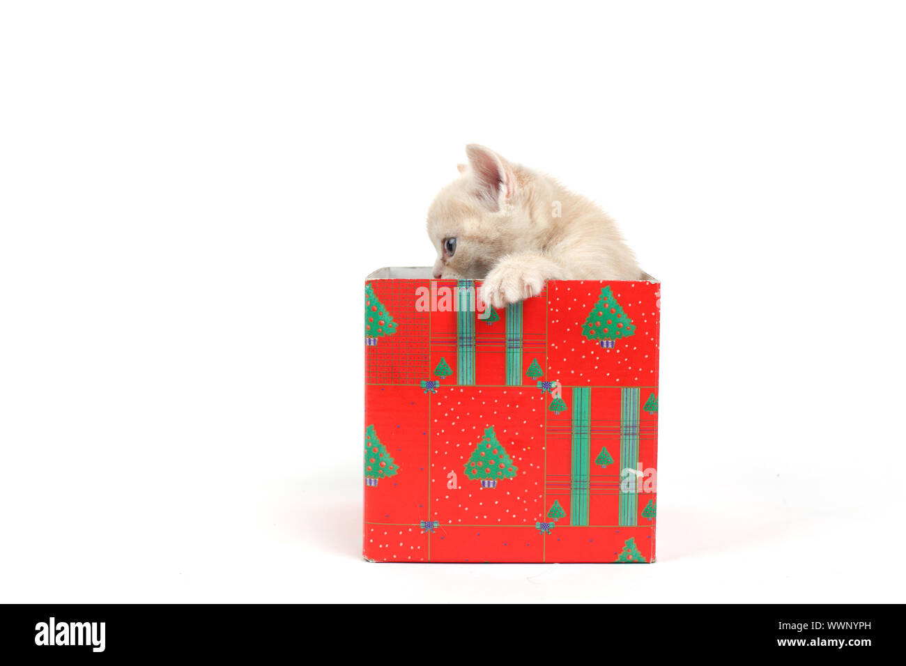 cat in gift box isolated on white background Stock Photo - Alamy