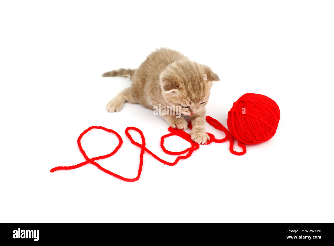 cat play in red wool Stock Photo - Alamy