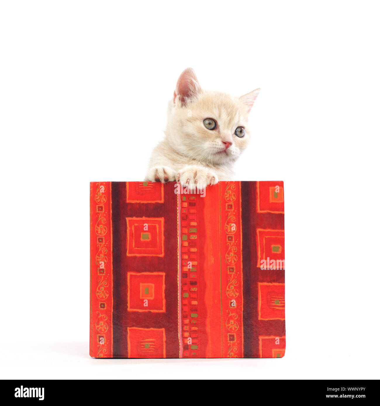 cat in gift box isolated on white background Stock Photo - Alamy